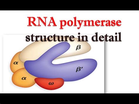Rna Polymerase Structure Rna Polymerases Reshape Chromatin