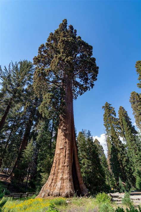 Download Sequoia National Park Lone Tree Wallpaper Wallpapers Com