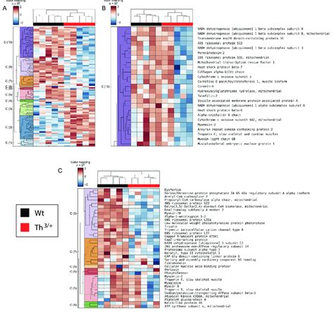 Remodelling Of Skeletal Muscle Proteome In 8 Week Old Th 3 Mice