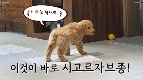 강아지vlog 보호소입양 둘째날 배변훈련 성공 Youtube