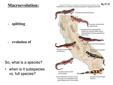 Ppt Macroevolution Speciation Tuesday 11513 Powerpoint Presentation Id1641480