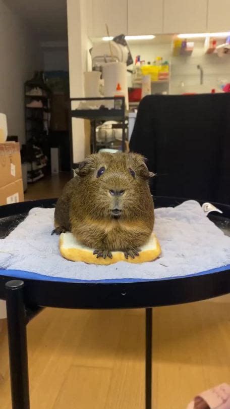 Via Theguineaporks Tumbex