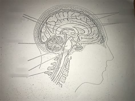 Exam 2 Pt 4 Subcortical Structures Diagram Quizlet