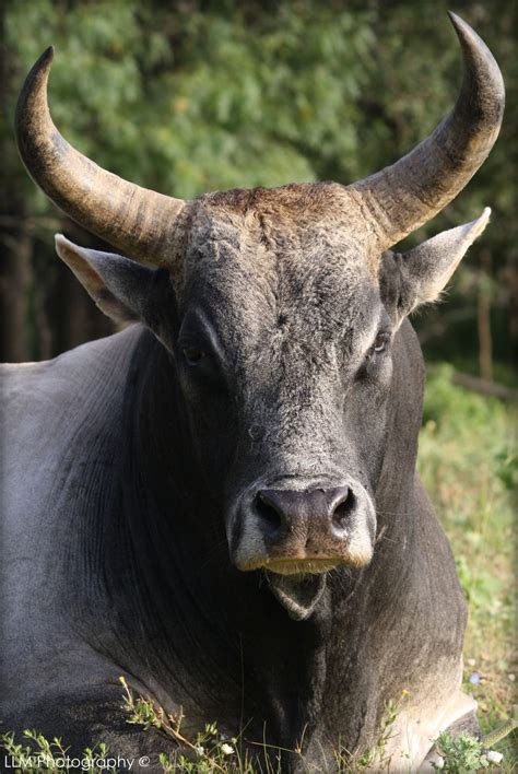 Taurus Bulls Do Not Tell Lies They Need To Work On This For They Can