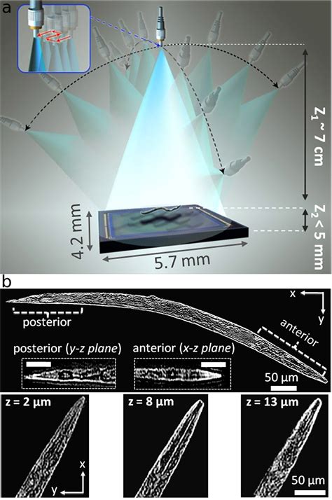 Multi Angle Illumination With Pixel Super Resolution Enables Lensfree On Chip Tomography