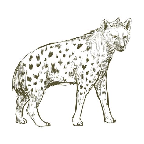100 Epic Best How To Draw A Hyena Step By Step Easy Hd