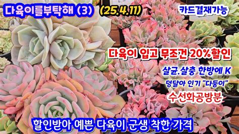 다육이를부탁해 3 예쁜 다육이 군생 20할인 로사로아 미니벨 아르제 Youtube