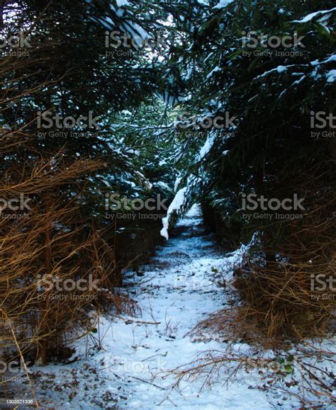 겨울에 는 수엽 숲을 통과하는 길 사이에 눈이 내리는 나무 사이의 통로 자연의 겨울 차선 0명에 대한 스톡 사진 및 기타 이미지 Istock