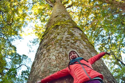 Why Is New Zealand So Fascinated With Kauri Nz Pocket Guide