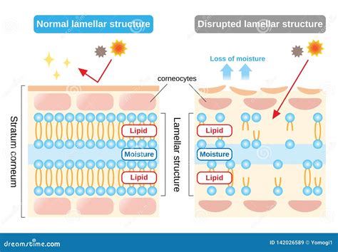 Stratum Corneum Stock Illustrations 281 Stratum Corneum Stock
