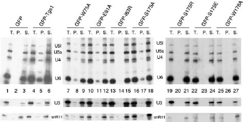 Analysis Of M 3 G Cap Formation In Cells Carrying Tgs1 Point Mutants Download Scientific