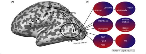 The Lateral Occipitotemporal Cortex In Action Trends In Cognitive Sciences