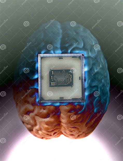 Human Brain Anatomical Model With Cpu Processor Microchip Stock Image Image Of Lobes
