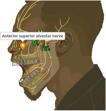Anterior Superior Alveolar Nerve E Anatomy Imaios