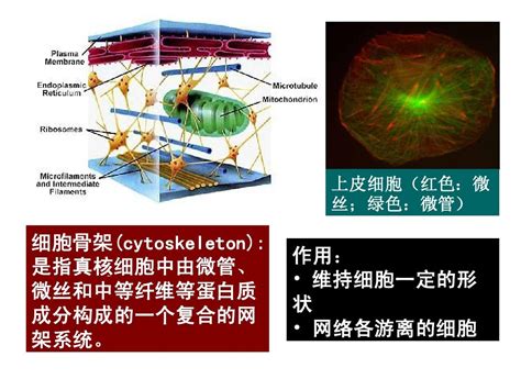 细胞生物学细胞骨架 Word文档在线阅读与下载 无忧文档