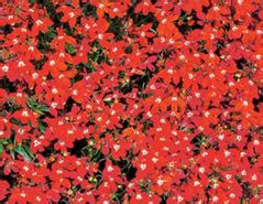 Цветок Лобелия семена Изабелла ампельная l Русские Семена - интернет ...