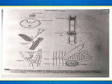 Reproduction Of Algae Vegetative Asexual And Sexual Reproduction Pptx