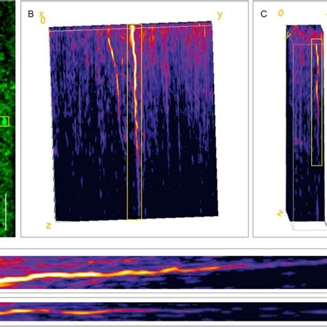 Sm Kymography Analysis For The Colocalization Between Atrgs1 Yfp And