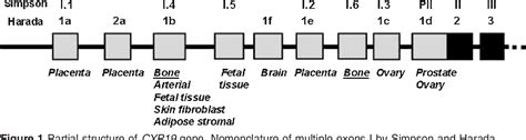 Figure 1 From Aromatase Expression In The Human Fetal Osteoblastic Cell