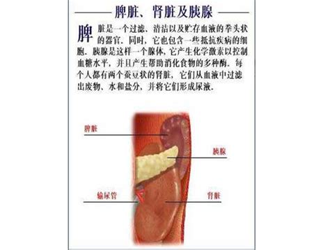 五脏六腑器官分布图有来医生