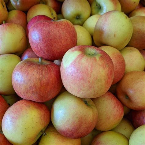 Braeburn Apple Tree For Sale Grow Organic