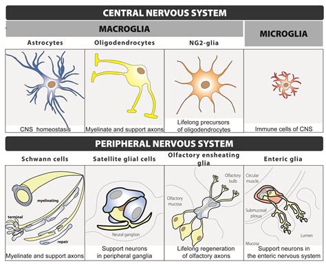 Glial Cells Function