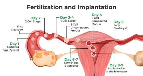 Fertilization The Human Reproductive System