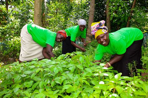 Boosting Gender Equality In Conservation International Tree Foundation