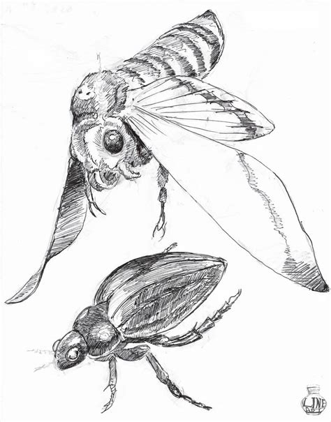 Bug Doodles By Bottledlineart On Deviantart