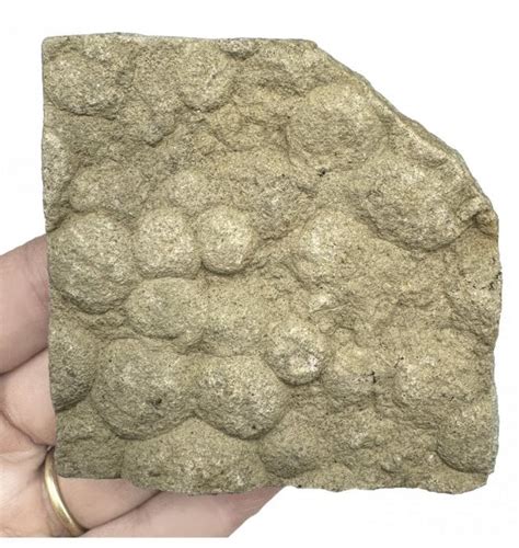 Fossils For Sale Fossils Early Life One Of The Oldest Fossils Ever Rare Ediacaran