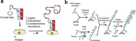 A Immuno Pcr Using Site Specific Dna Labeling And Rca Improving The Download Scientific Diagram