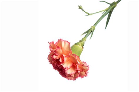 흰색 배경에 주황색 카네이션 분리 클로즈업 공간을 복사 0명에 대한 스톡 사진 및 기타 이미지 0명 꽃 나무 꽃 식물 Istock