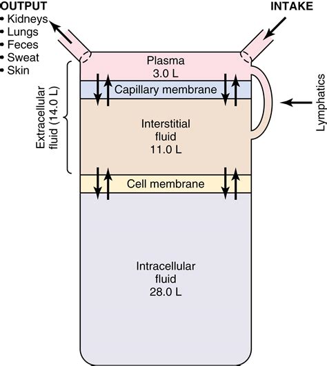 Regulation Of Body Fluid Compartments Extracellular And Intracellular Fluids Edema Clinical Tree