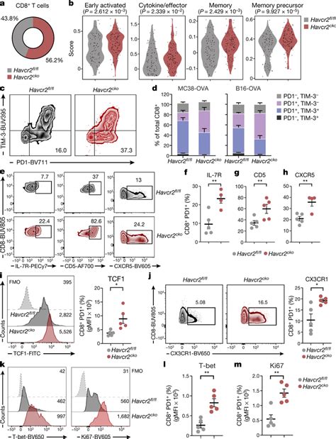 Expansion Of Stem Like Memory Precursor Cd8⁺ T Cells In Havcr2cko Download Scientific Diagram