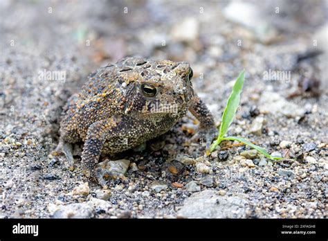 An American Toad Blends Into A Limestone Gravel Path The Toad With