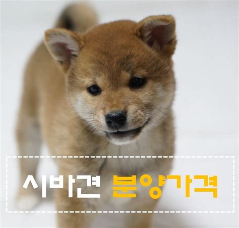 시바견 분양가 정확한 가격은 얼마 정도 아이퍼피 어쩌면