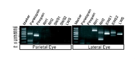 Figure S2 Pcr Analysis Of Lizard Parietal Eye And Lateral Eye Opsins