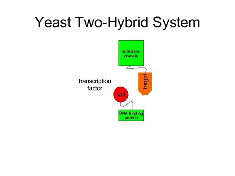 Protein Protein Interaction Screens Bacterial Two Hybrid System Bait