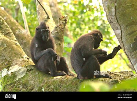 Crested Macaques Macaca Nigra Rest In The Shade As They Are Pausing From Foraging On A Large