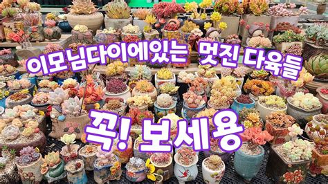 230504이모님다이에 멋진 애들이 많아요 가격도 짱미모도 짱춘맹 수연 러우 라즈아가금 레몬로즈금 사과꽃 흑장미