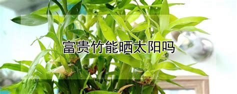 富贵竹能晒太阳吗 发财农业网