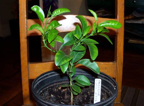 Как Вырастить Mandarin Из Косточки Видео Letteraway