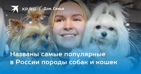 Названы самые популярные в России породы собак и кошек Kp Ru
