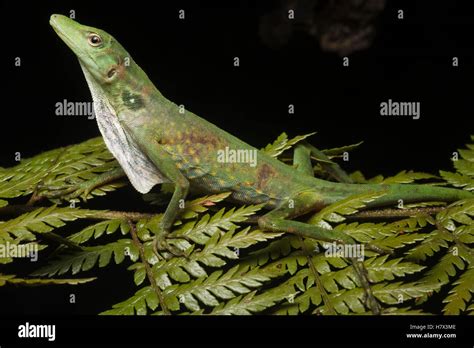 Anole Lizard Anolis Soini With Partially Extended Dewlap Tapichalaca