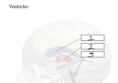 Brain Anatomy Flashcards Quizlet