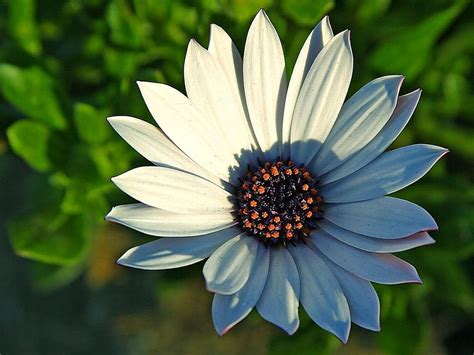 Free Picture Daisy Daisies Flowers Petals