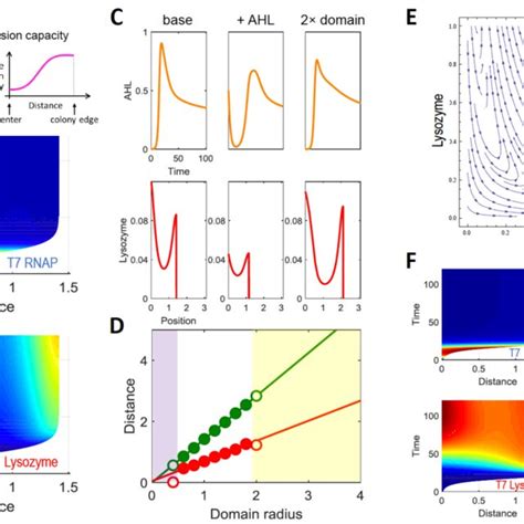Simulated Spatial Temporal Dynamics Of The Pattern Formation Process