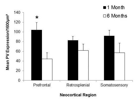 1 Pv Expression Is Selectively Decreased In The Prefrontal Cortex In 6