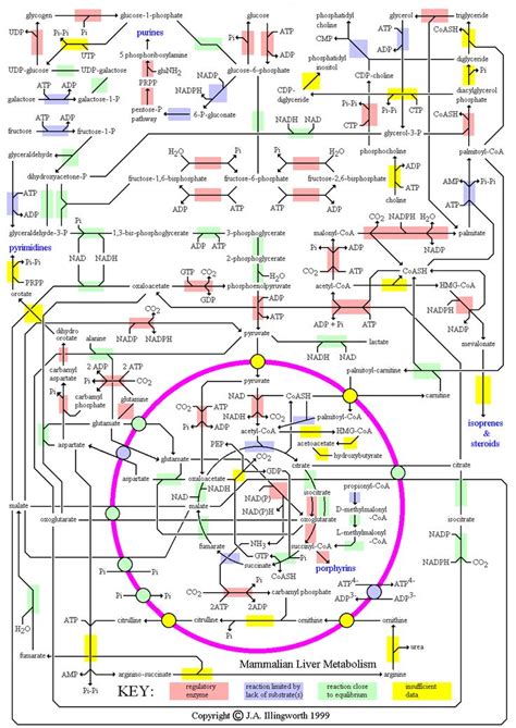 Metabolic Map Teaching Biology Biochemistry Basic Anatomy And