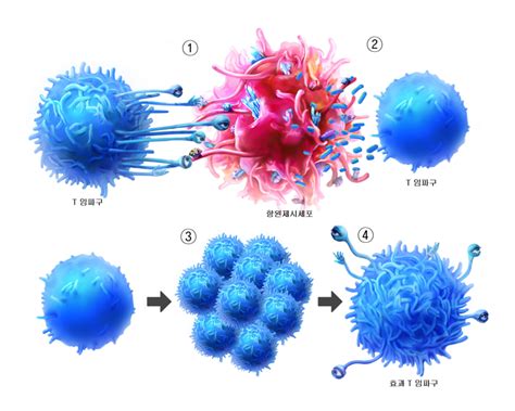 면역세포가 허물 벗어야 세균·암세포 공격한다 파이낸셜뉴스